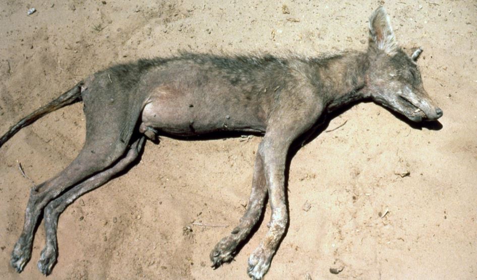 [Top 15] Cryptids That Are Creepy Yet Interesting | Gamers Decide