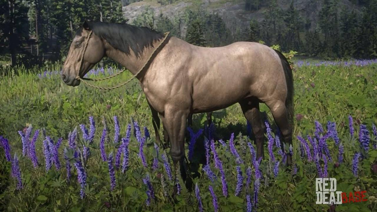 Red Dead Redemption 2 Horse List (Ranked, Worst To Best) | Gamers Decide