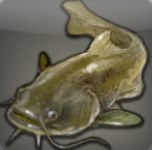 [Top 10] FF14 Best Fish To Sell | Gamers Decide