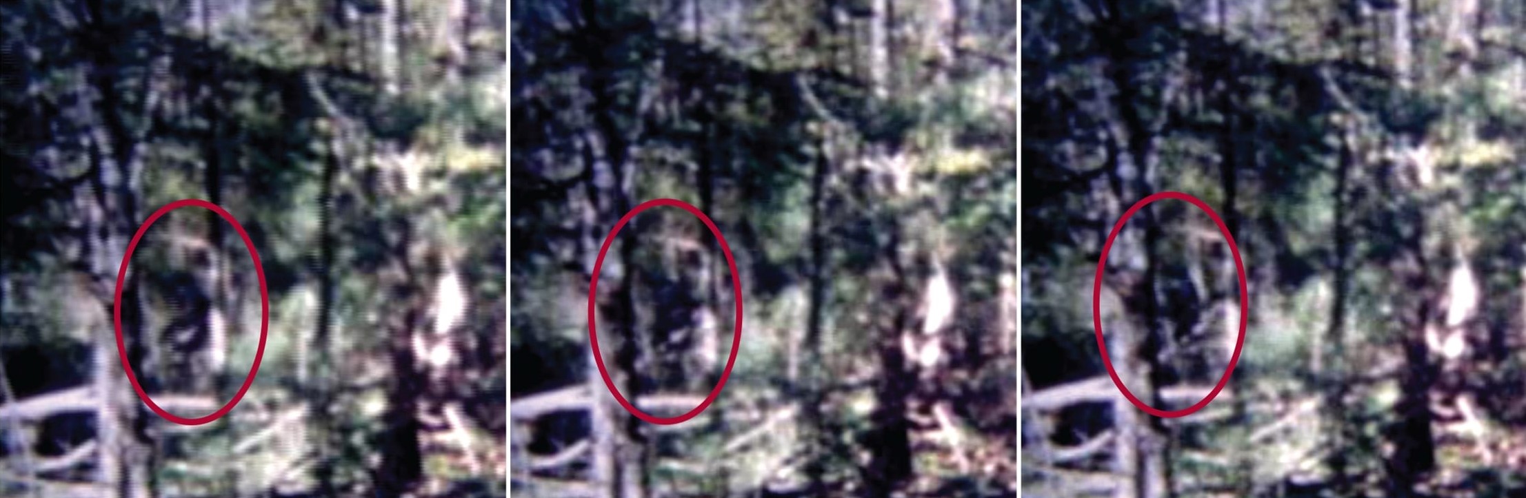 List of Top 25 Cryptids (Ranked Least to Most Scary) | Gamers Decide