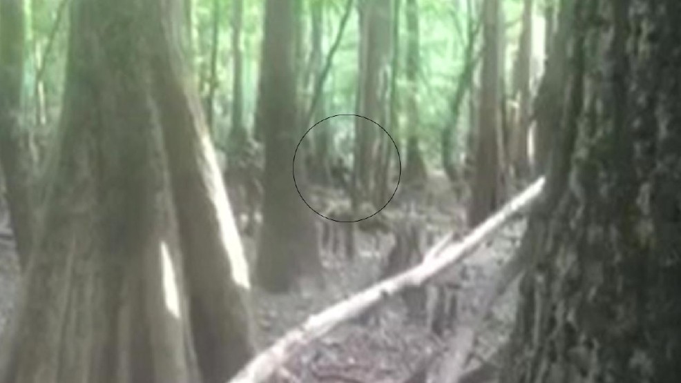 List of Top 25 Cryptids (Ranked Least to Most Scary) | Gamers Decide