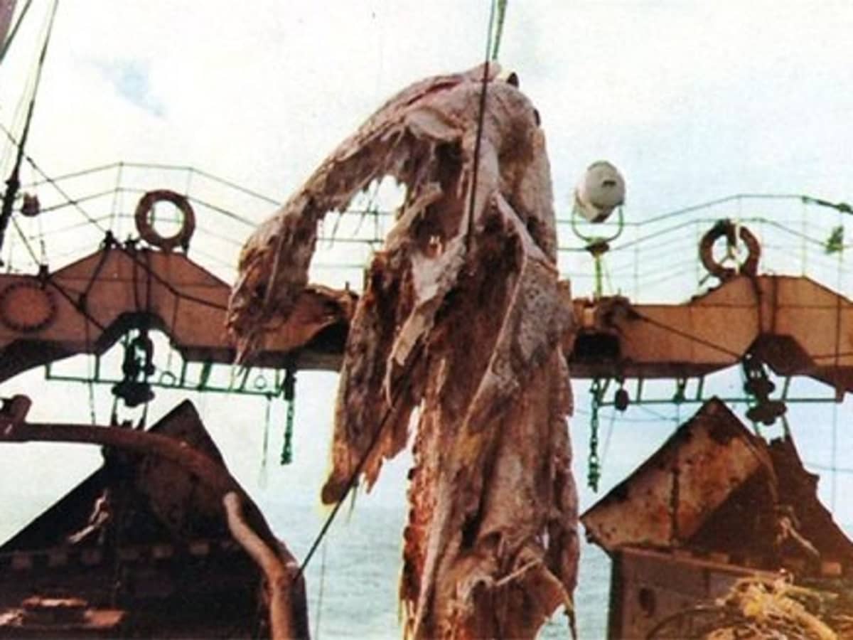 List of Top 25 Cryptids (Ranked Least to Most Scary) | Gamers Decide